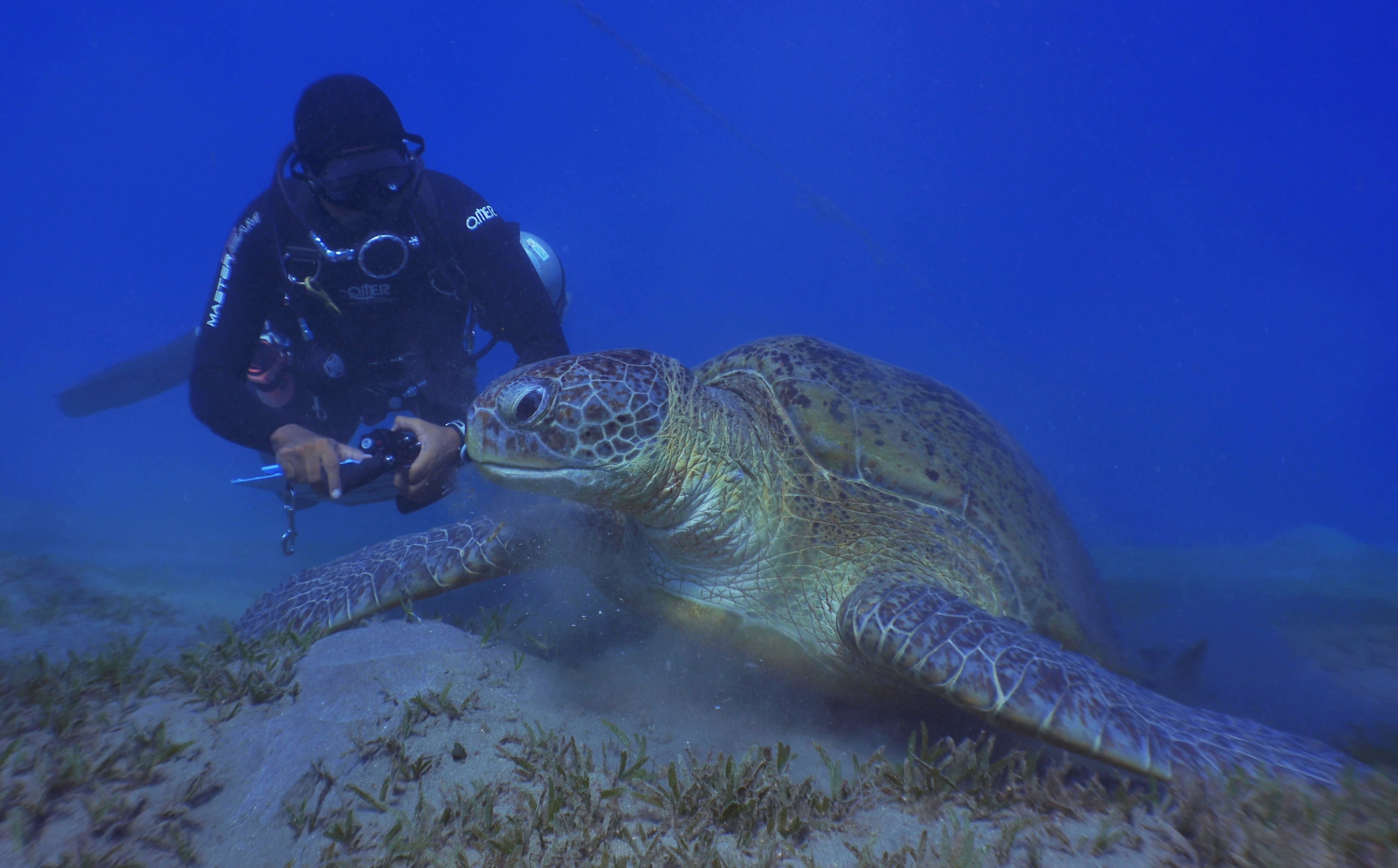 2022 PADI AWARE Grantee - Red Sea Project