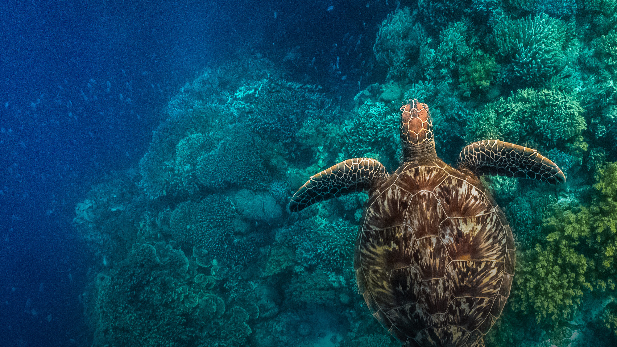 PADI Dive Log App y Localizador de Sitios de Buceo | Descarga gratuita