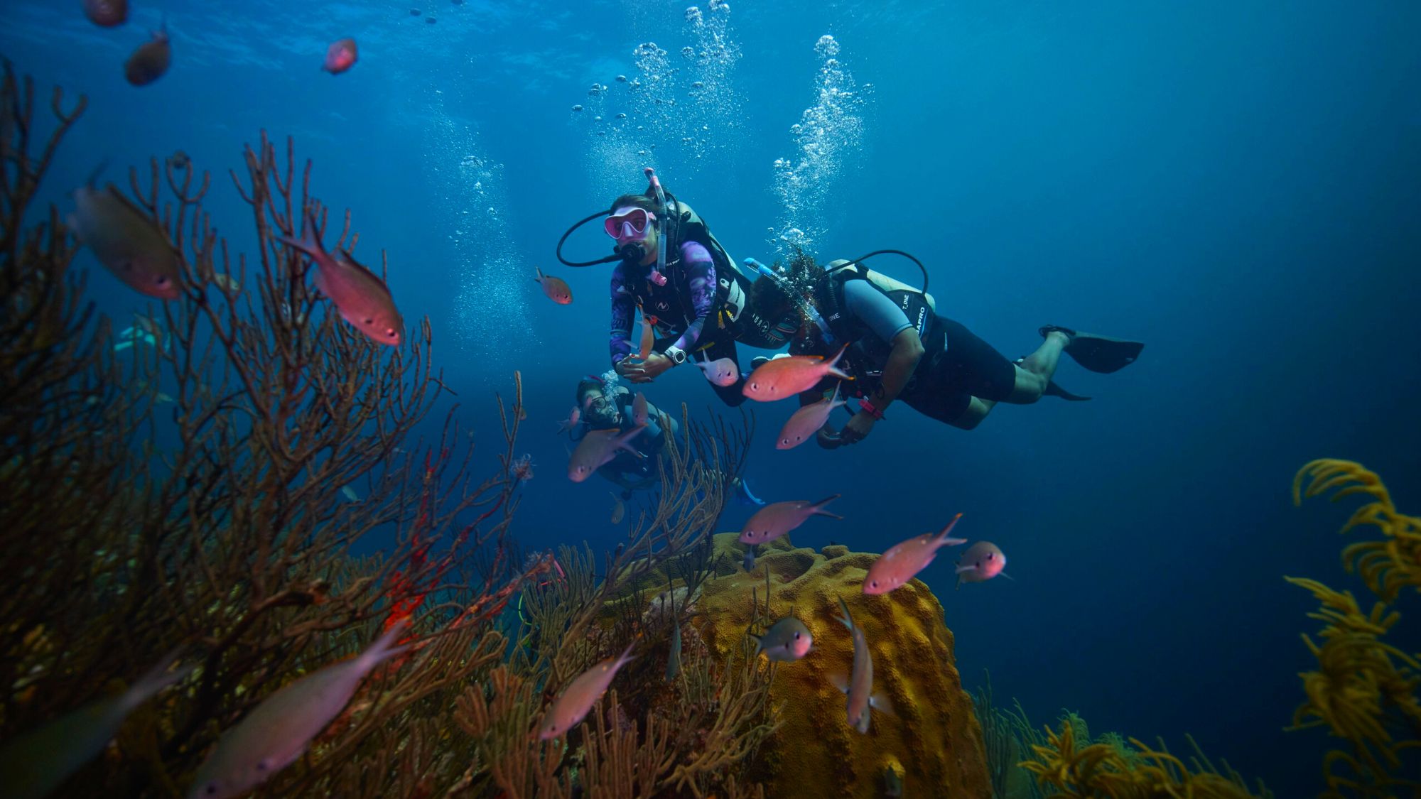PADI-cursussen, natuurbehoud, lidmaatschap en winkel
