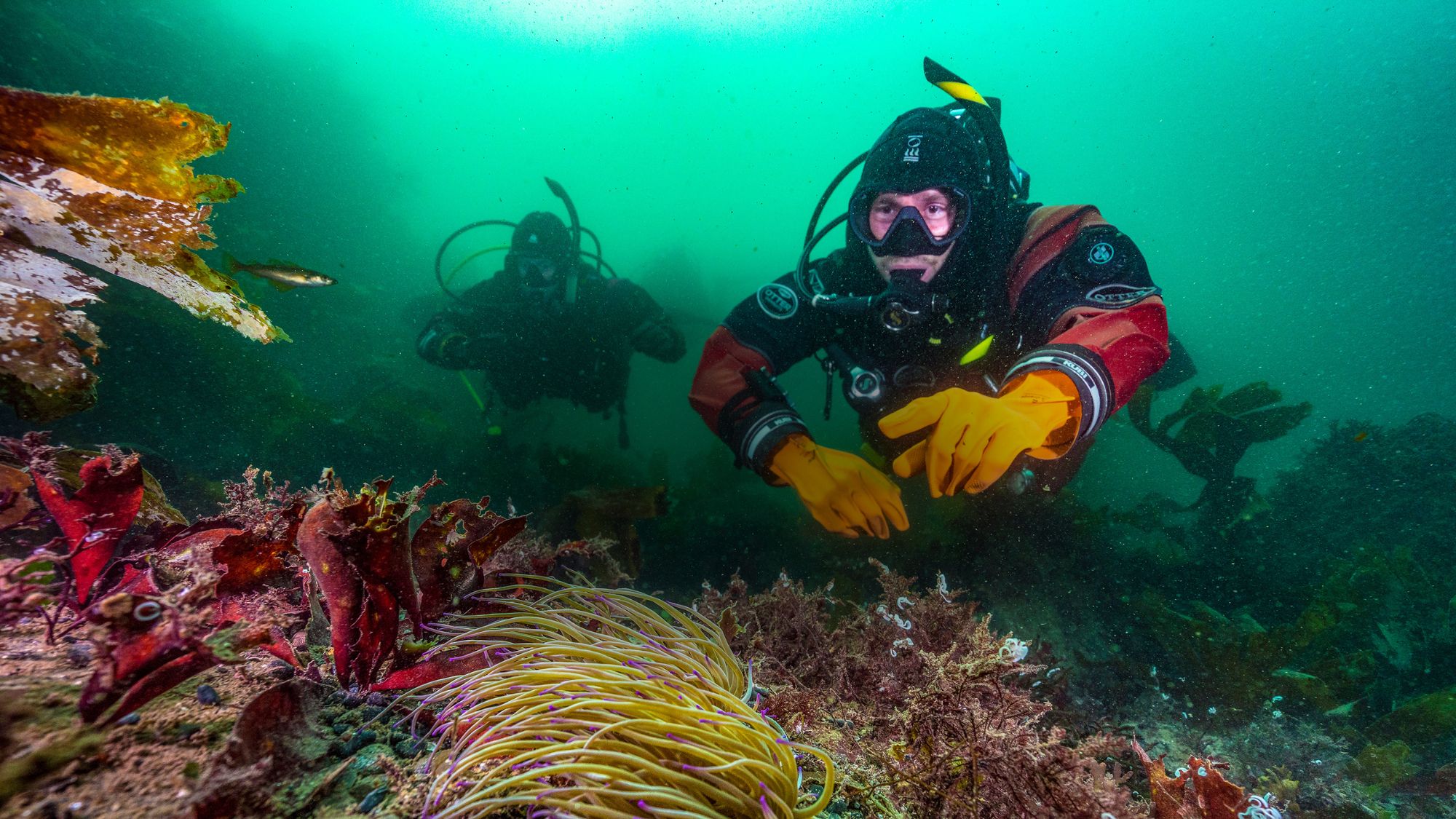 Les instructeurs de plongée PADI découvrent la vie sous-marine