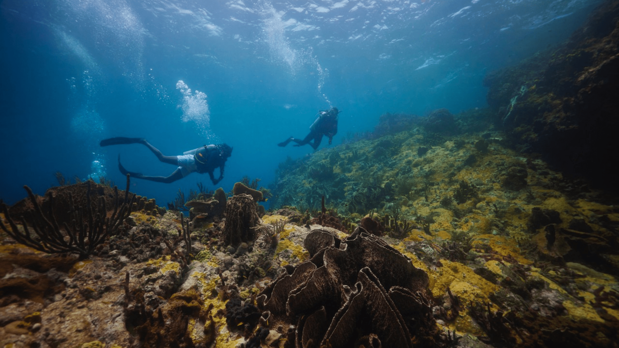 PADI Courses, Conservation, Membership, and Shop