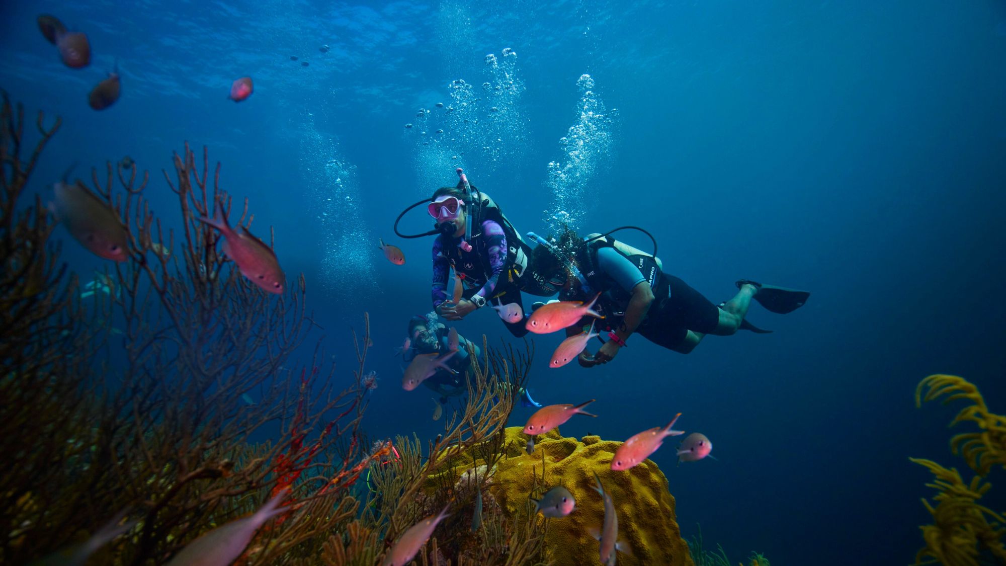 Cours PADI, Conservation, Adhésion et Magasin