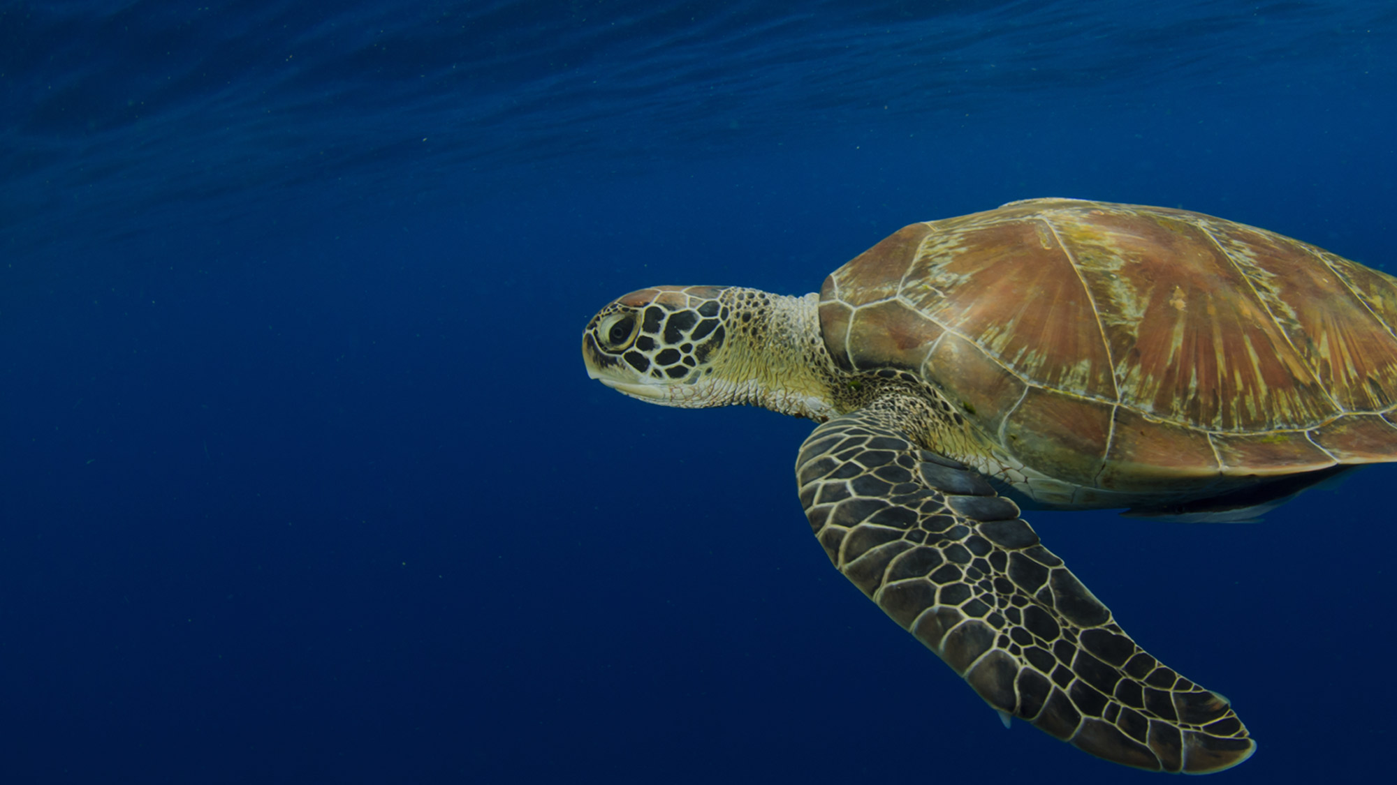 Certification Cards and PADI eCards | PADI