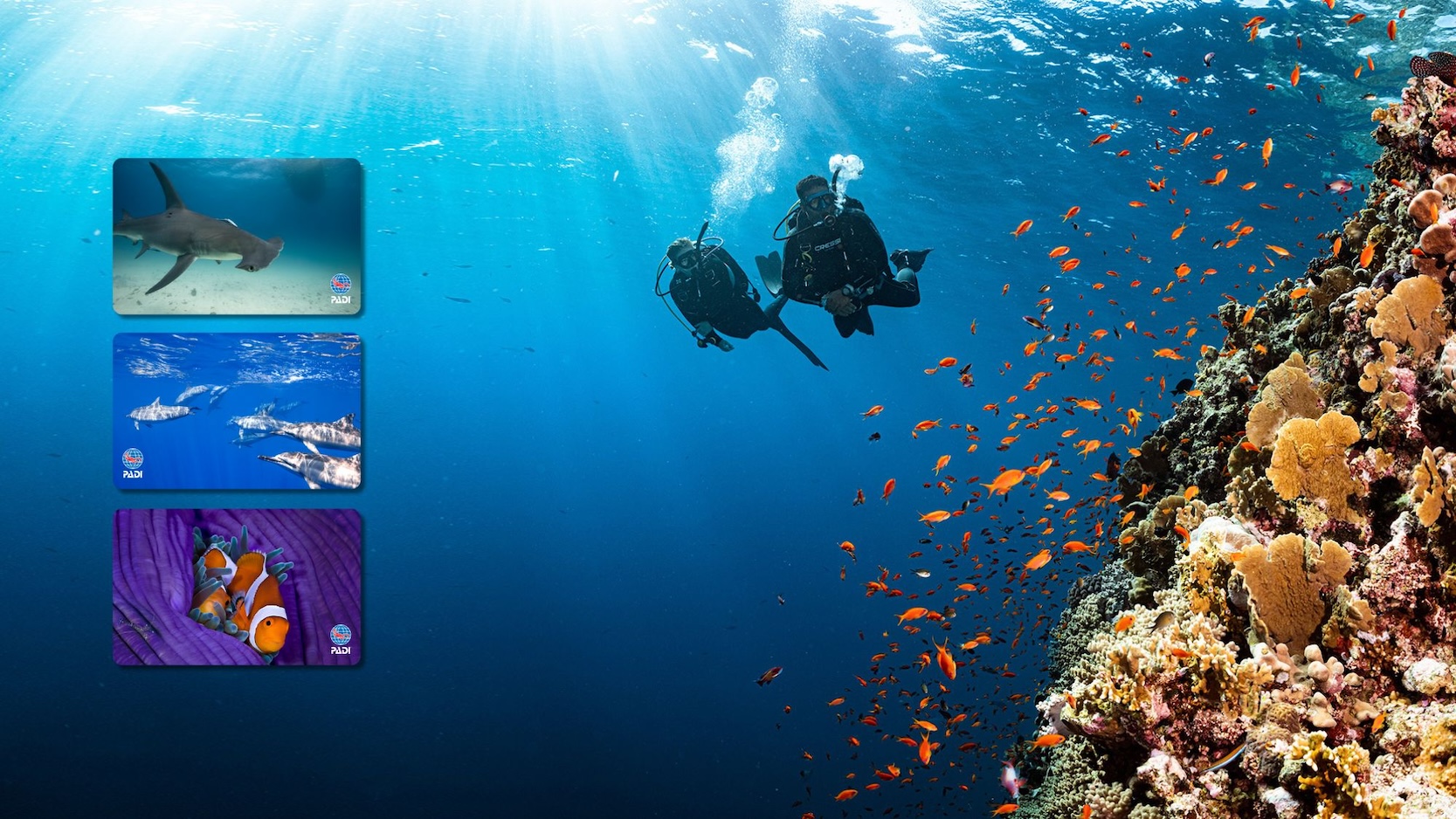 Cours PADI, Conservation, Adhésion et Magasin