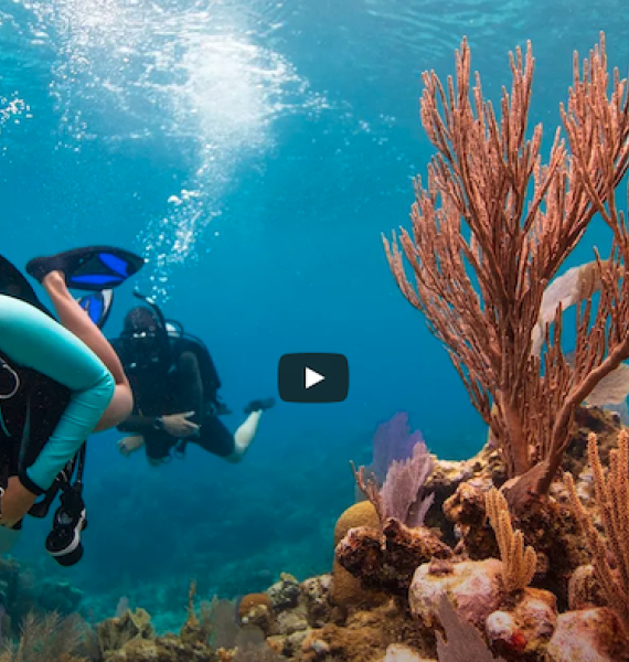 PADI Courses, Conservation, Membership, and Shop