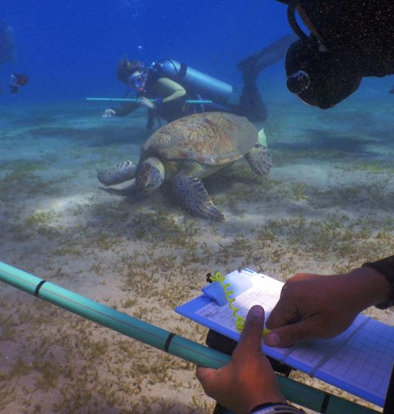 2022 PADI AWARE Grantee - Red Sea Project