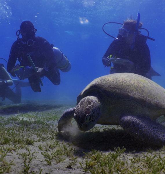 2022 PADI AWARE Grantee - Red Sea Project