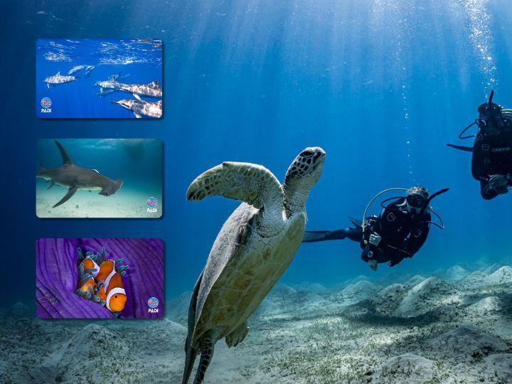 Certification Cards and PADI eCards | PADI