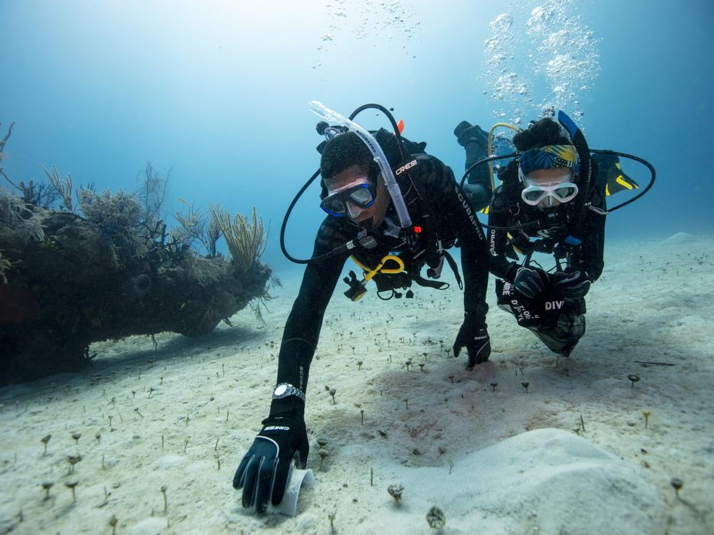 scuba certification uk