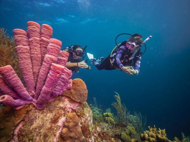 Live Unfiltered | Get PADI Dive Certified