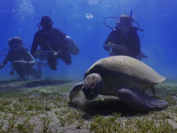 AWARE - Become a Partner | PADI
