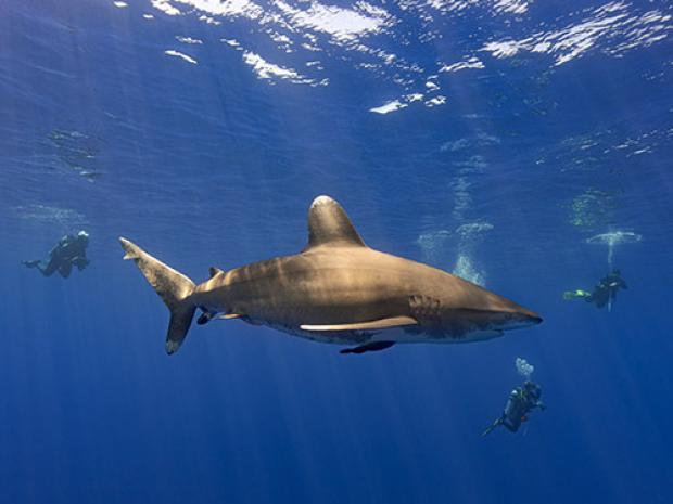 AWARE: Shark & Ray Program | PADI