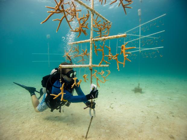 PADI AWARE Foundation | PADI