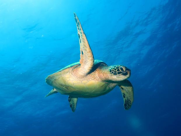 Meet Your AWARE Grantees | PADI