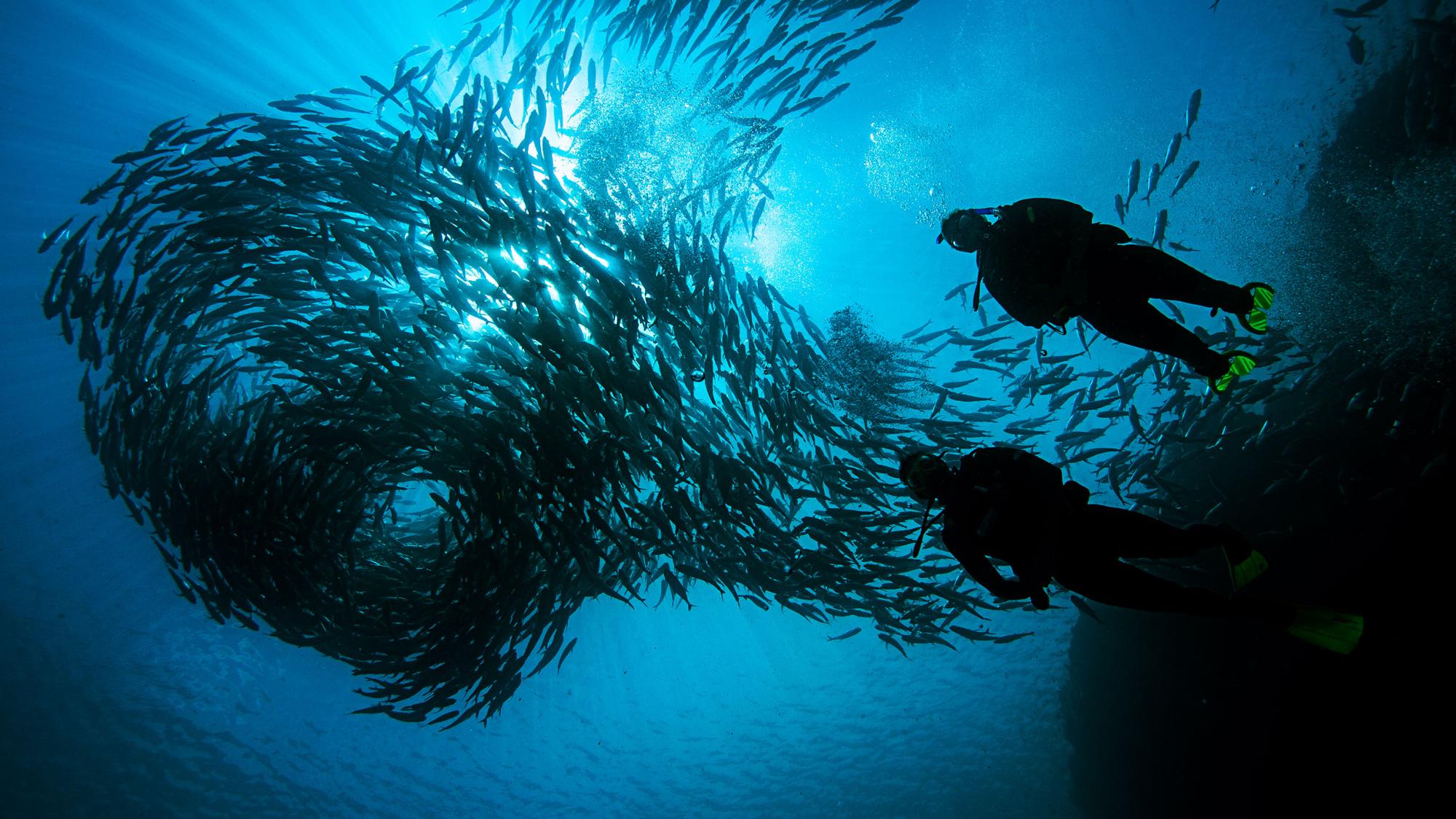 Professional Association of Diving Instructors | PADI