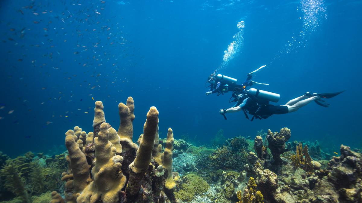 Professional Association of Diving Instructors | PADI