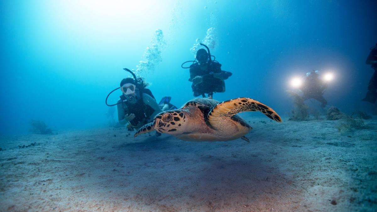 Professional Association of Diving Instructors | PADI