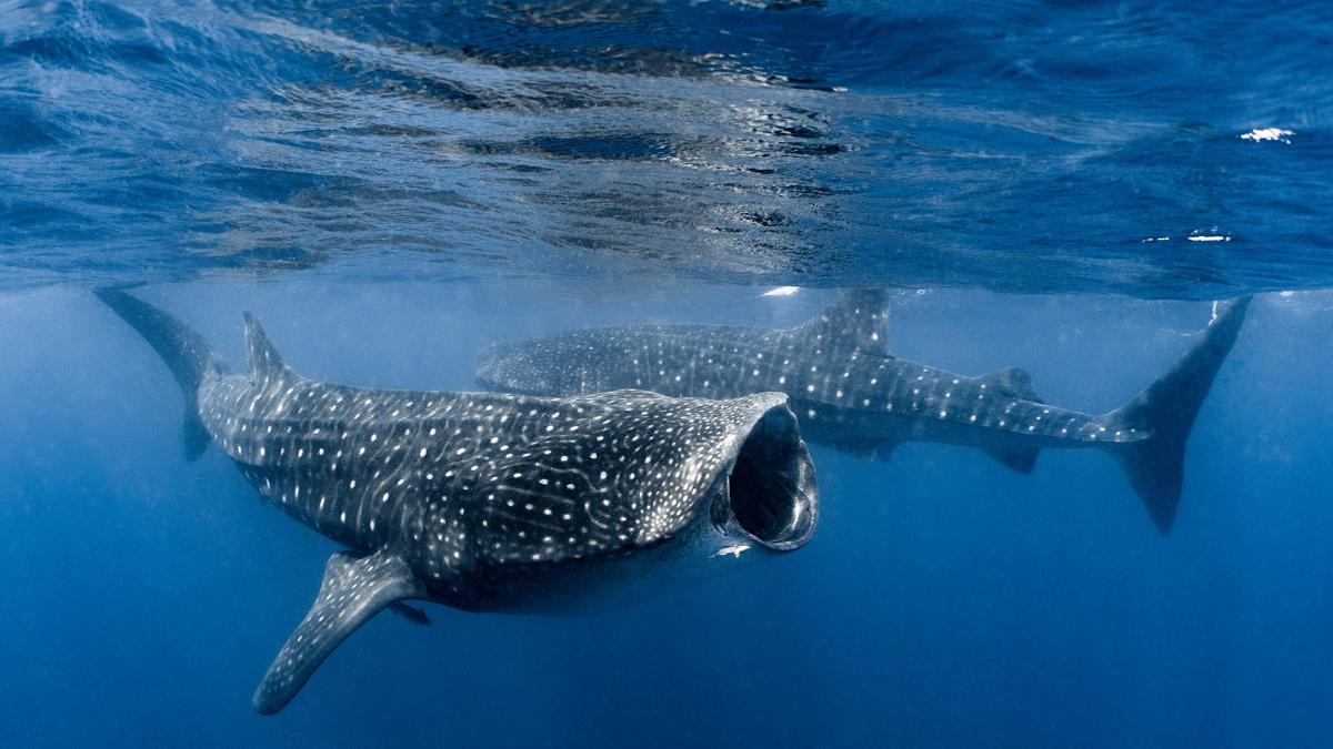 AWARE: Shark & Ray Program | PADI