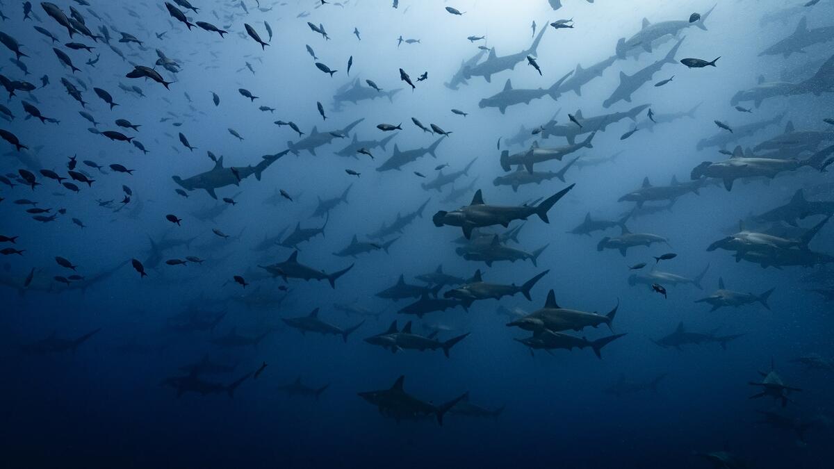 Ocean Conservation | PADI