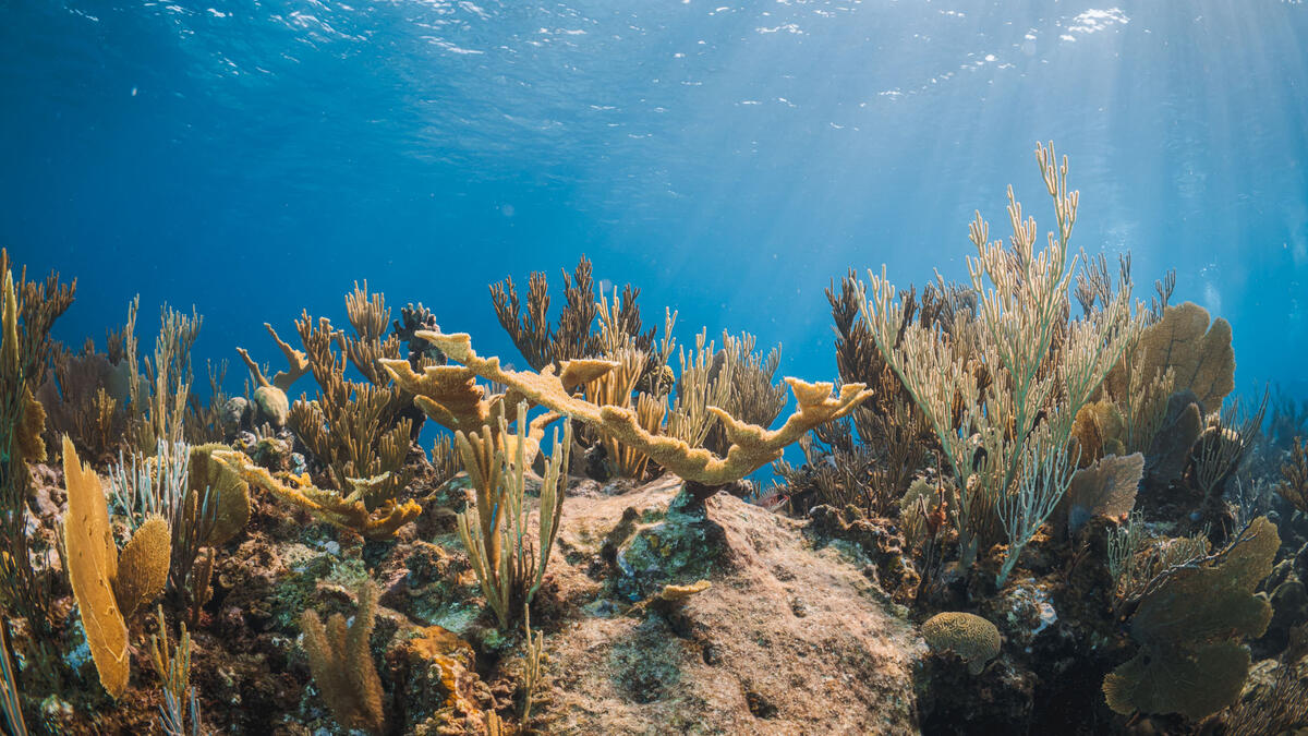 About PADI